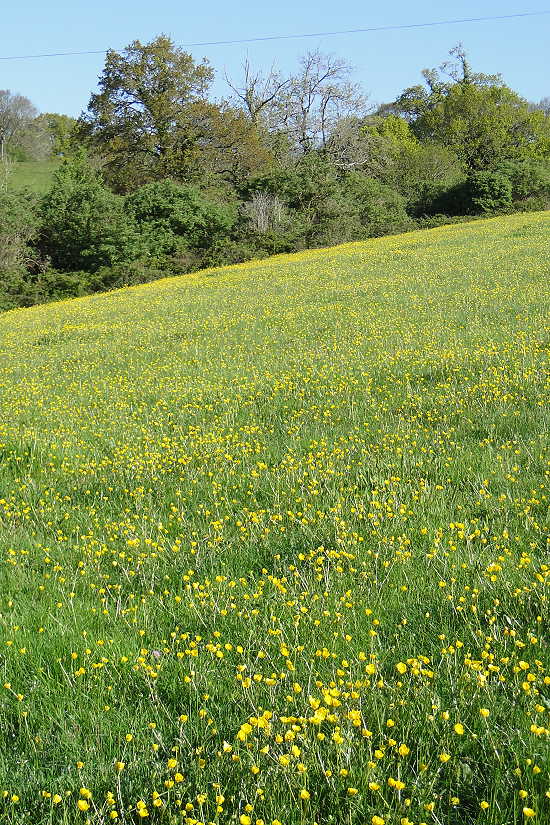 RAMBLES FROM MY CHAIR: A walk to the top of Pinhoe, Exeter.