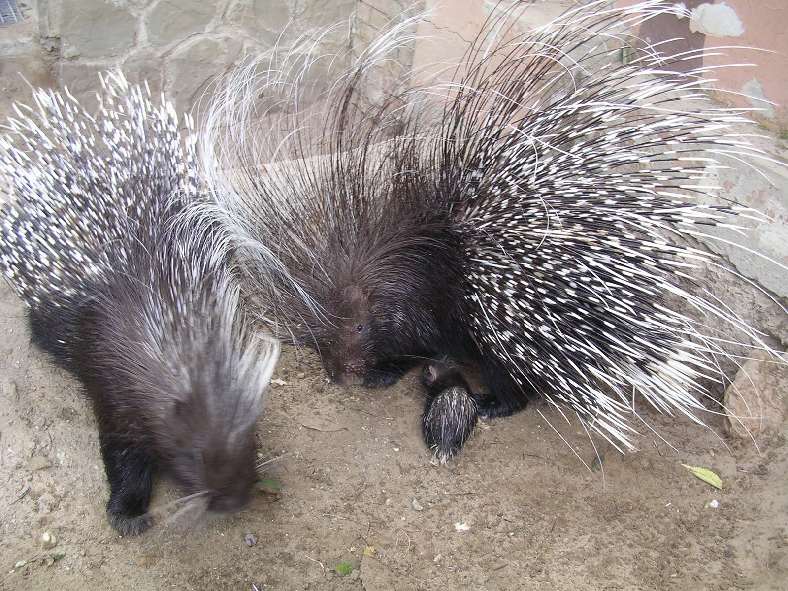 IMÁGENES Y FOTOS DE ANIMALES: Puerco Espin