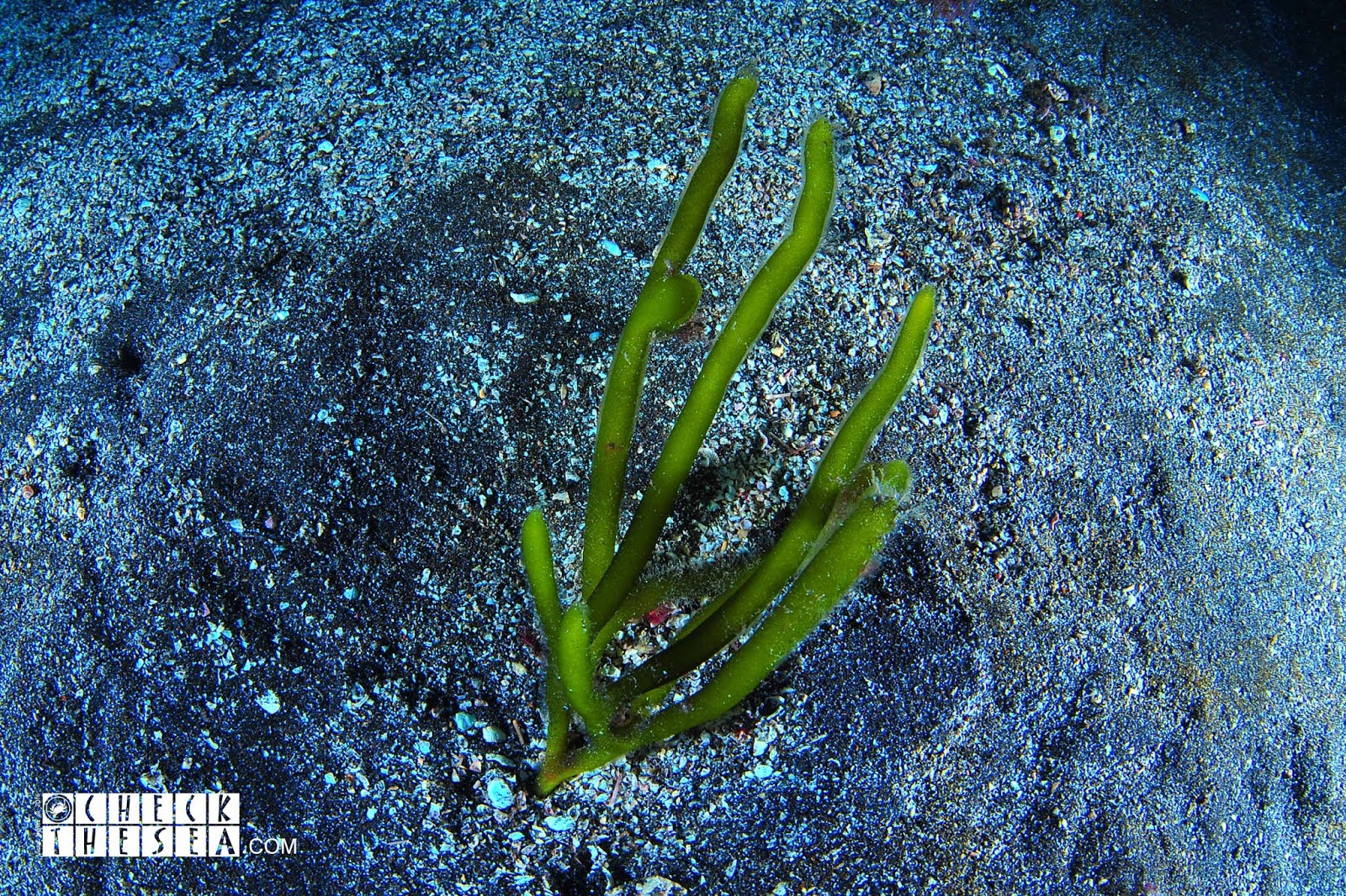 Check the Sea. Web de buceo y fotografía submarina de las Islas ...