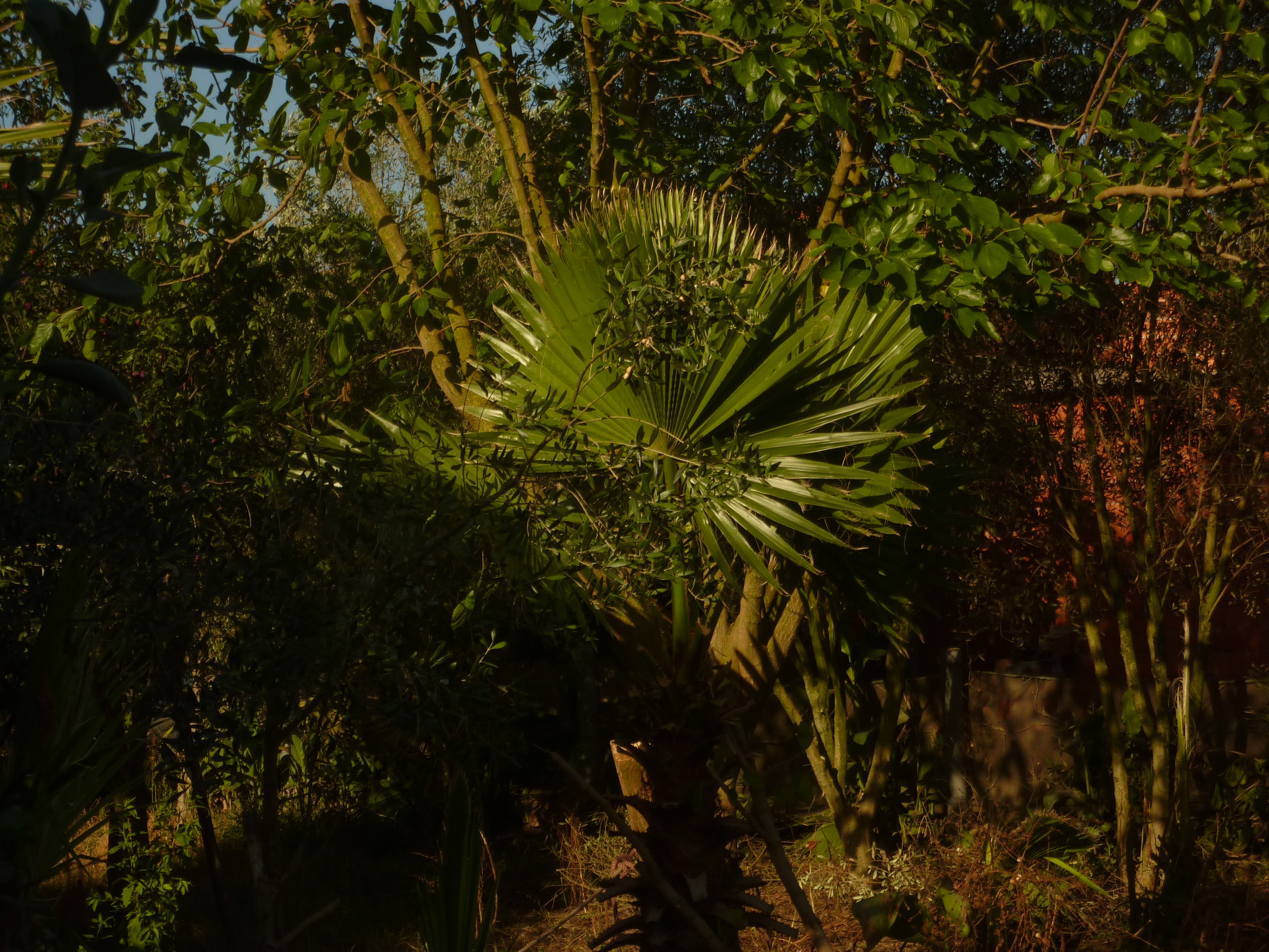 L'APRES MIDI A DAR GUEDDARI LE 5 JUIN 2021 A 19 HEURES