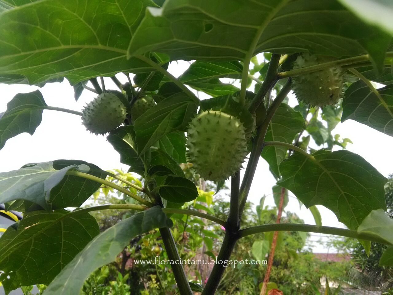 Flora Cintamu: Kecubung..