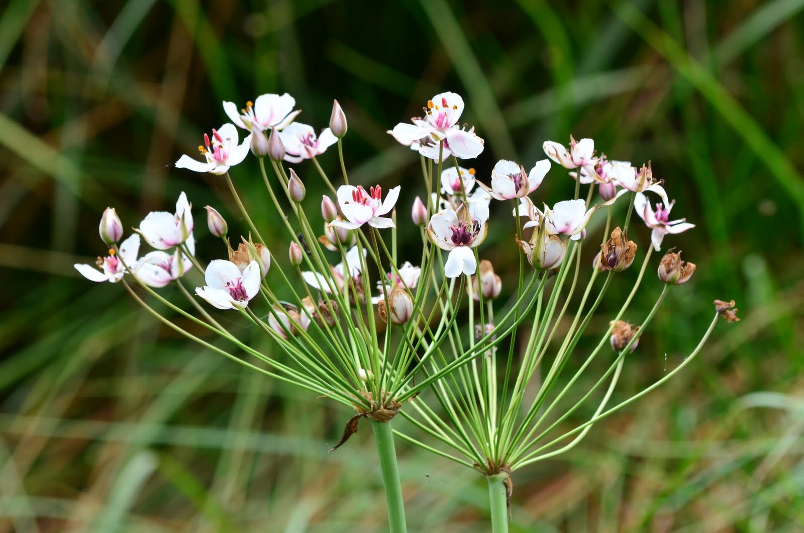 ALMANAQUE NATURAL: El Junco Florido