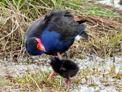 Midnight Collective: A note on pukeko and the takahe - one of New ...