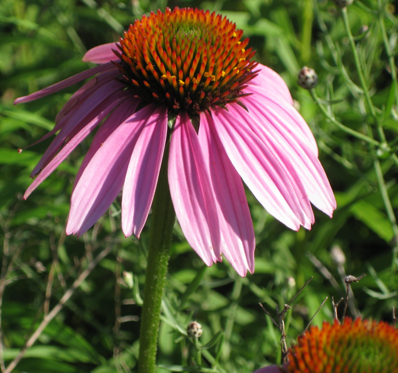 Kalamazoo Seasons: Prairie Flowers