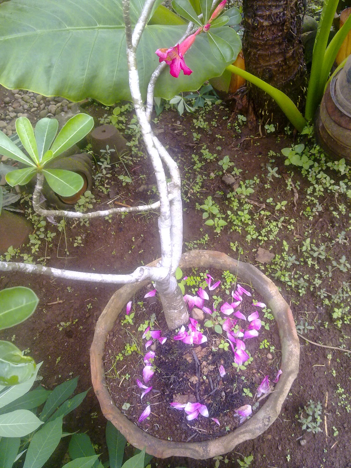 Indonesia Tourism: Cantiknya Bunga Adenium Untuk Taman Dan Teras Rumah