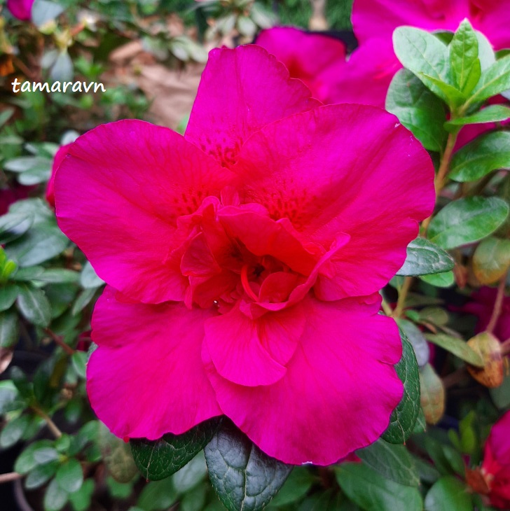 Всё о бегониях и не только...: Рододендрон 'Виоляцеа Мультифлора ...