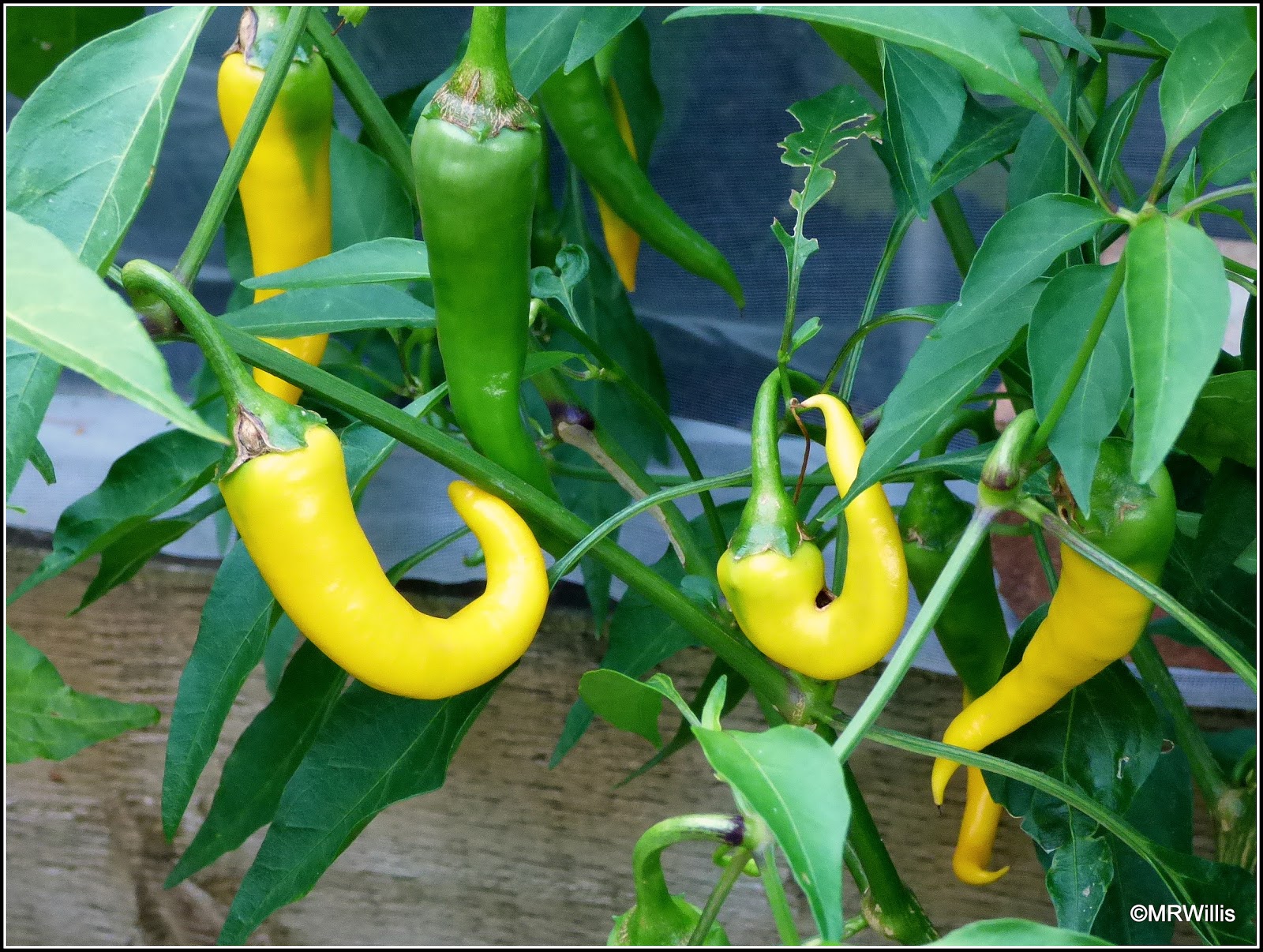 Mark's Veg Plot: Chillis - a contrast in styles