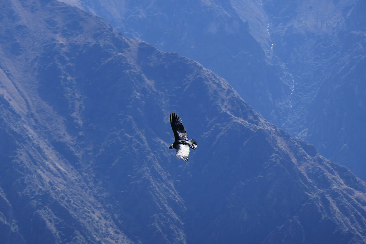LA FOTO: 14 días en Perú. EL CÓNDOR PASA | Red10