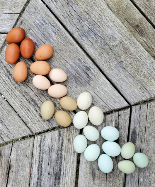 Which Chicken Breeds Lay Colored Eggs? - Fresh Eggs Daily® with Lisa Steele