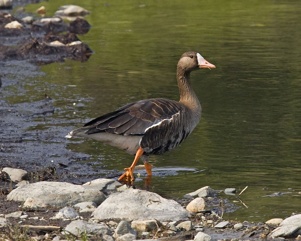 GREATER WHITE-FRONTED GOOSE