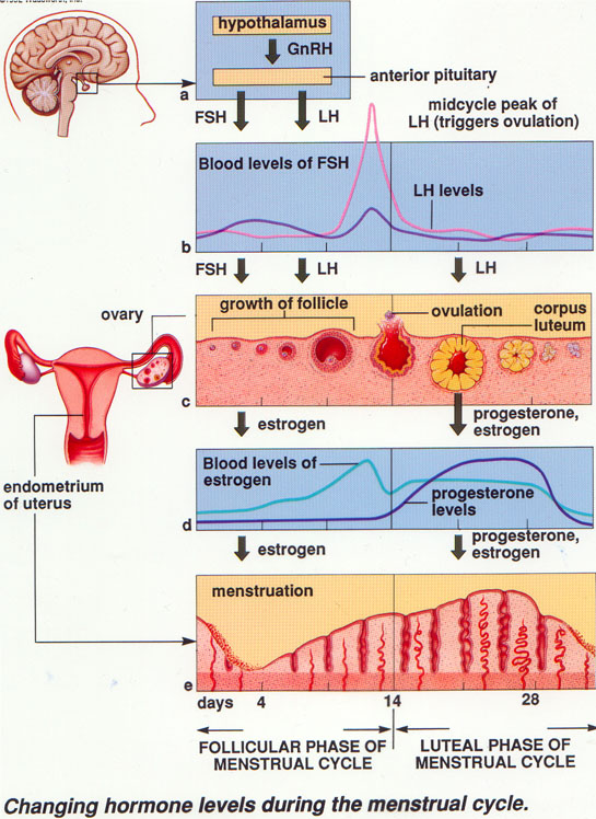 Siklus Menstruasi Wanita