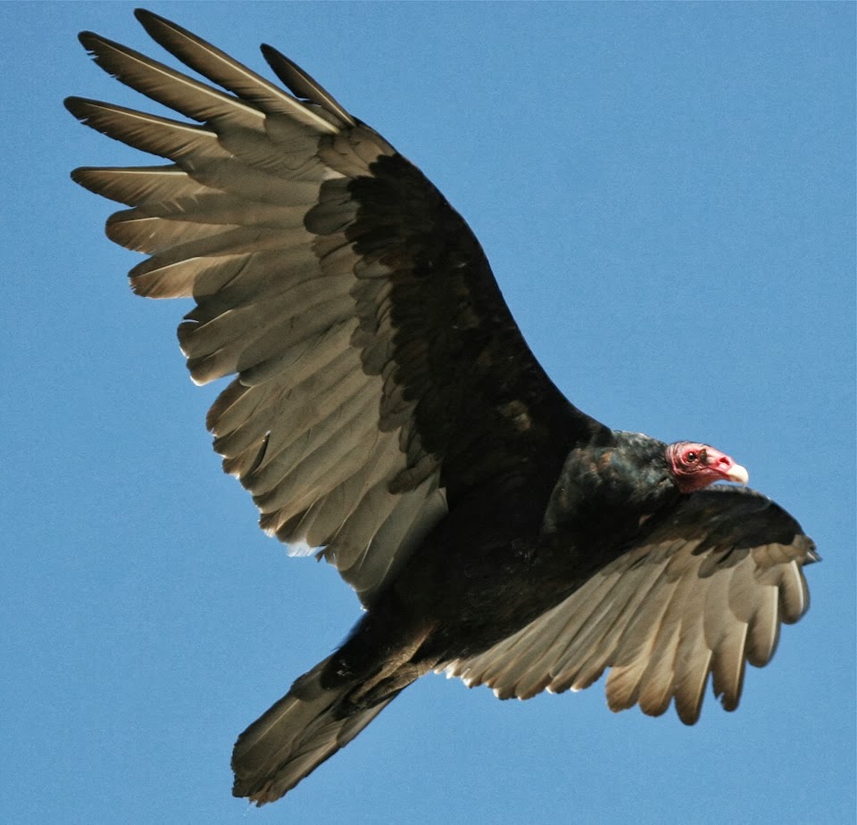 Animals of the world: Red-headed Vulture