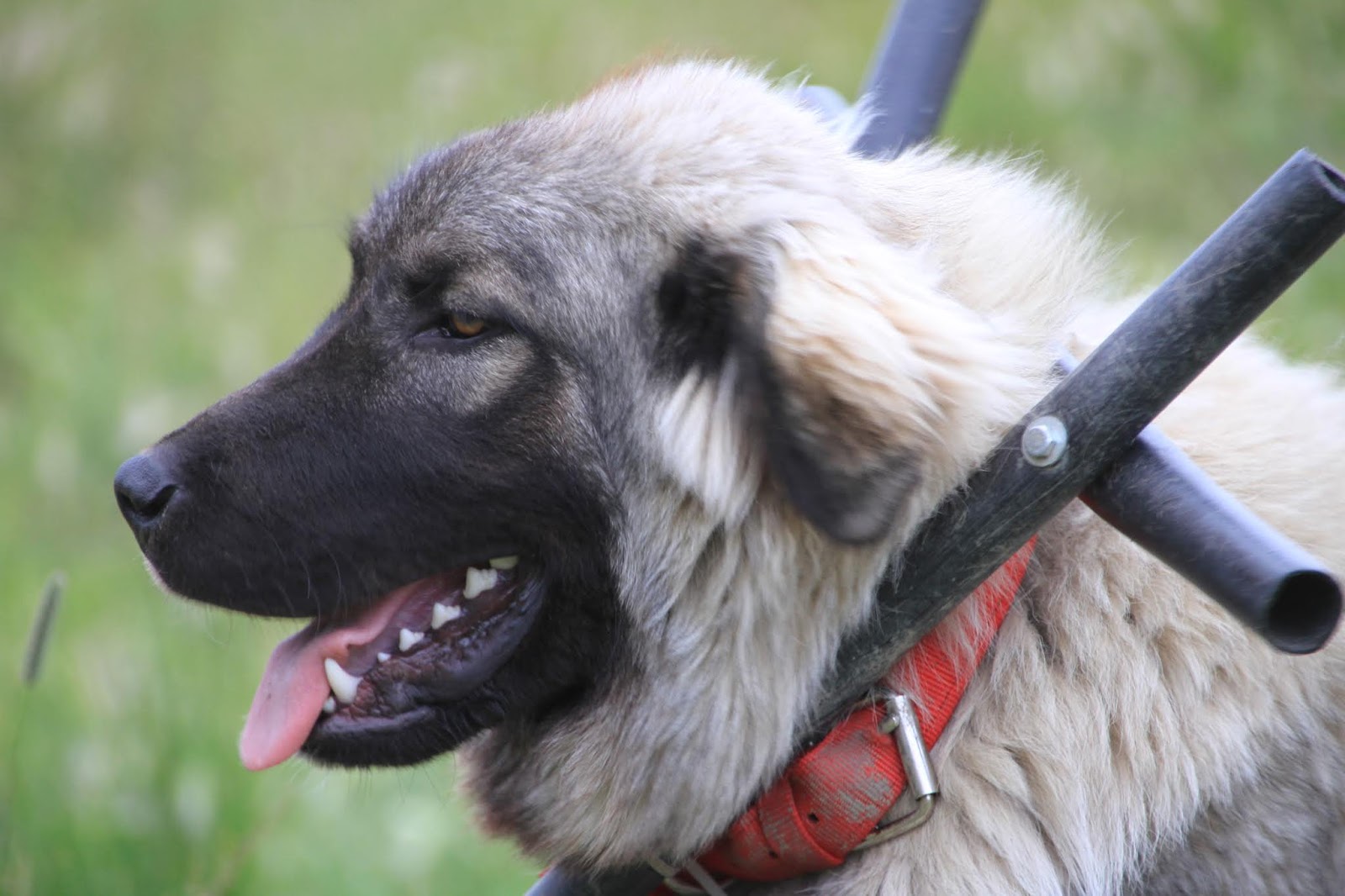 Predator Friendly Ranching : Some Handy Tools