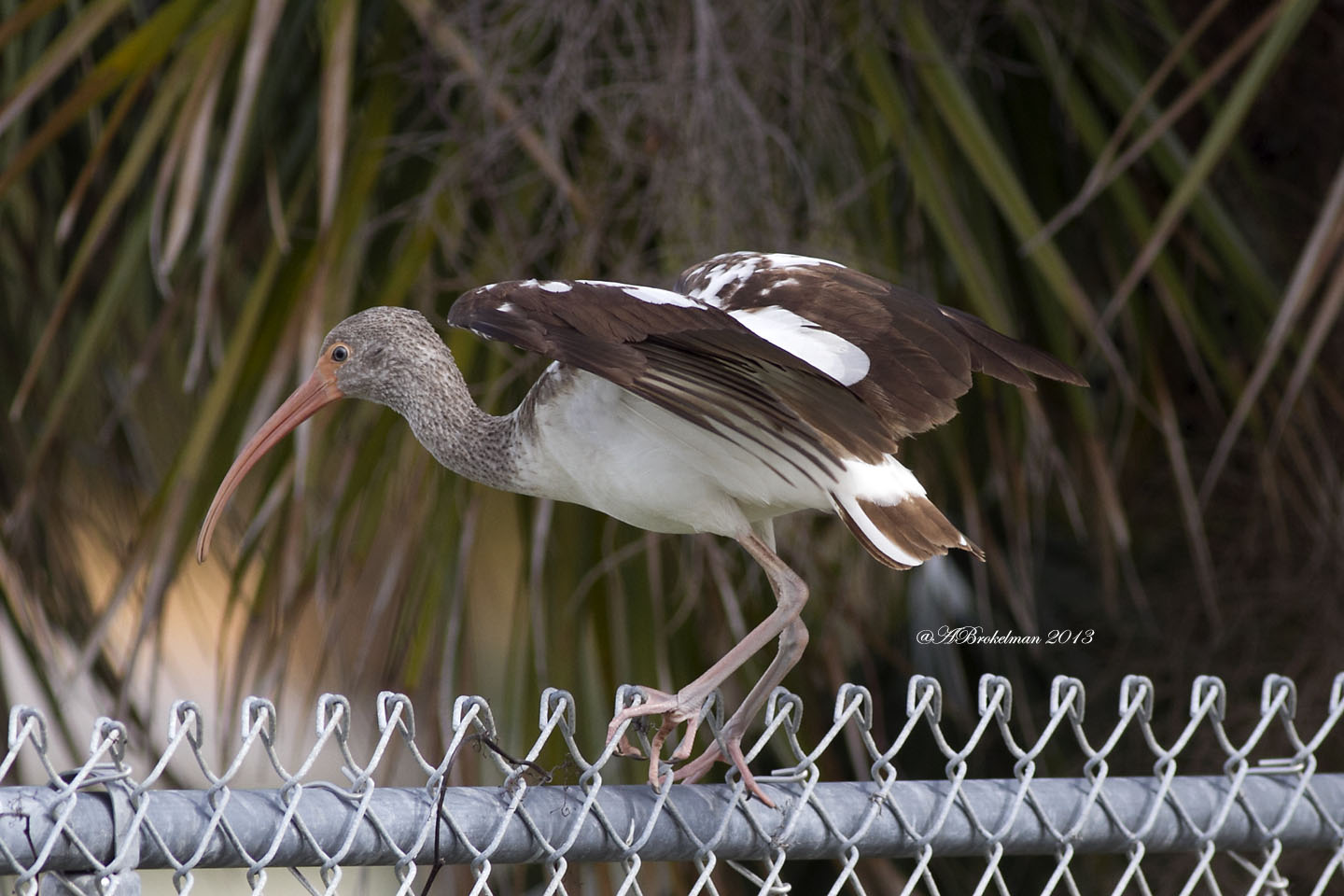 Ann Brokelman Photography: White Ibis - juvenile - Florida Jan 2013