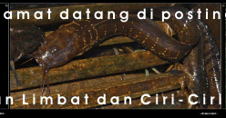 Galeri Pertanian / Perkebunan / Perikanan: Ikan Limbat dan Ciri-Cirinya