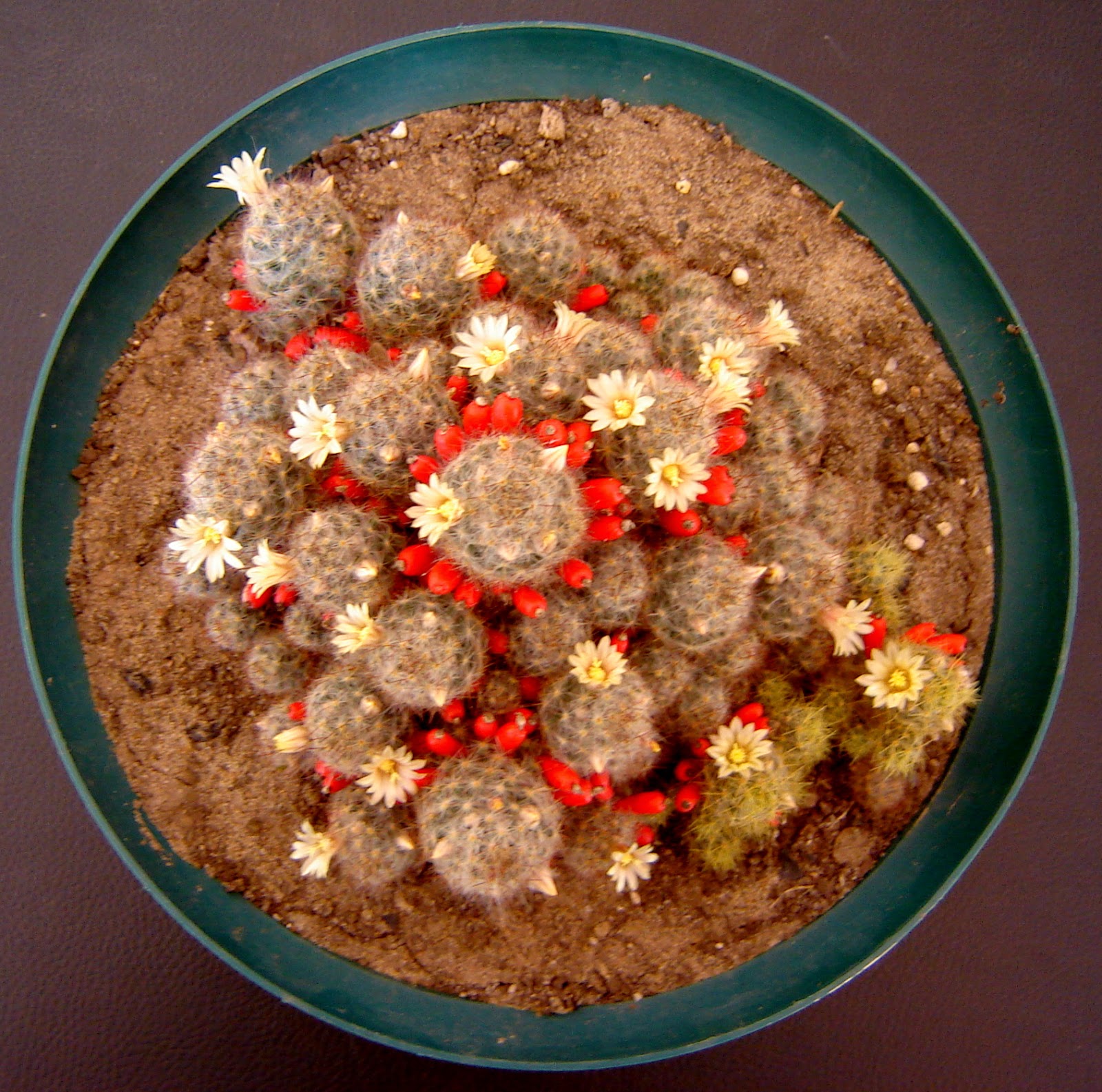 tutuna mituna: Mamilaria