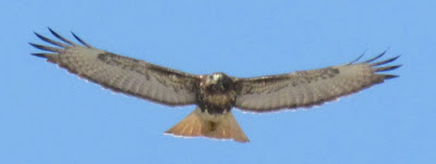 Foto Blog Puerto Rico: Foto de Guaraguao (Red-Tailed Hawk)