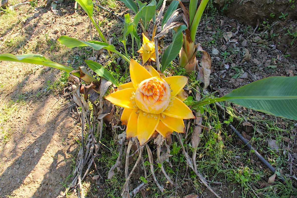 Musella lasiocarpa grow and care | Travaldo's blog