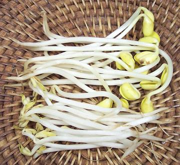 Supplier Toge Hidroponik: Apa itu Toge