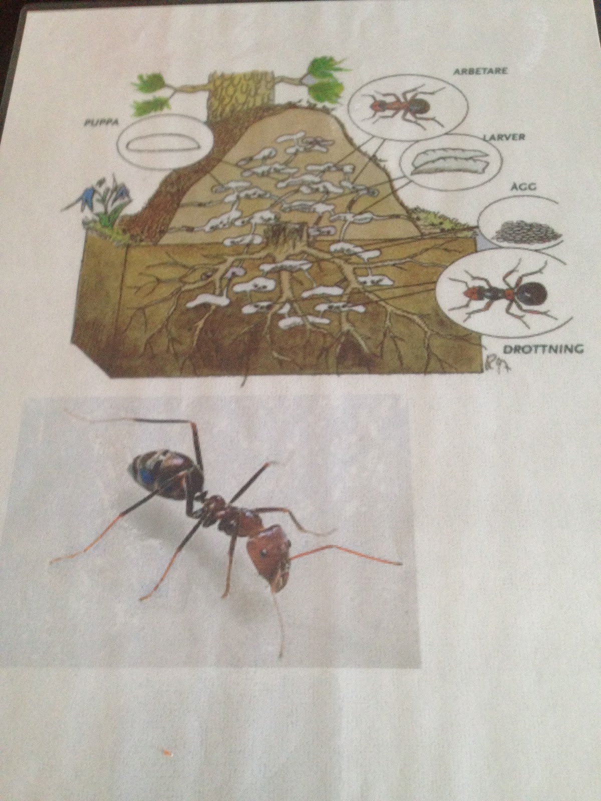 Annkis familjedaghem: Myran