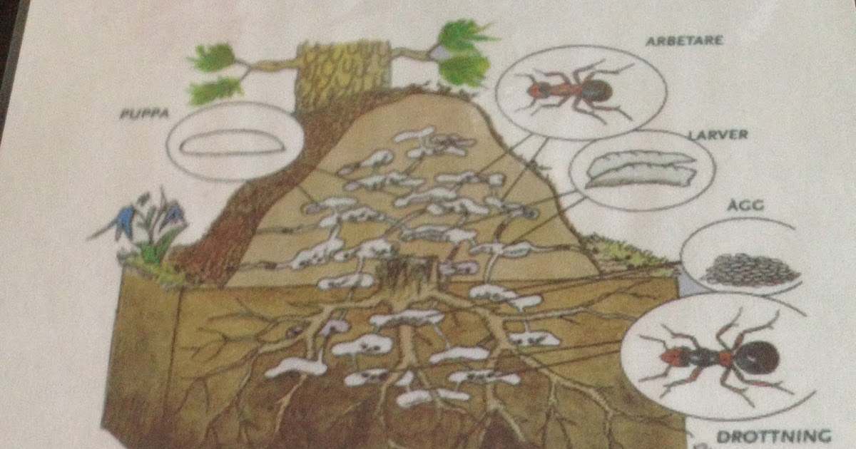 Annkis familjedaghem: Myran