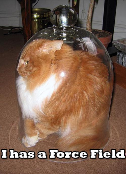 I has a Force Field | Funny Cat Pictures