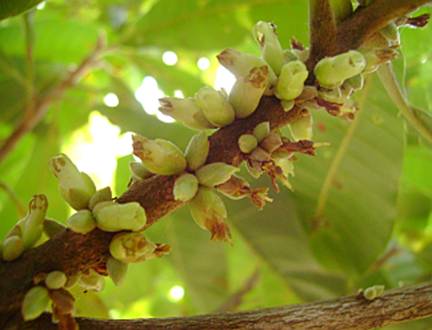 GUAPEBA (Fruta do Imperador) - Studio Verde