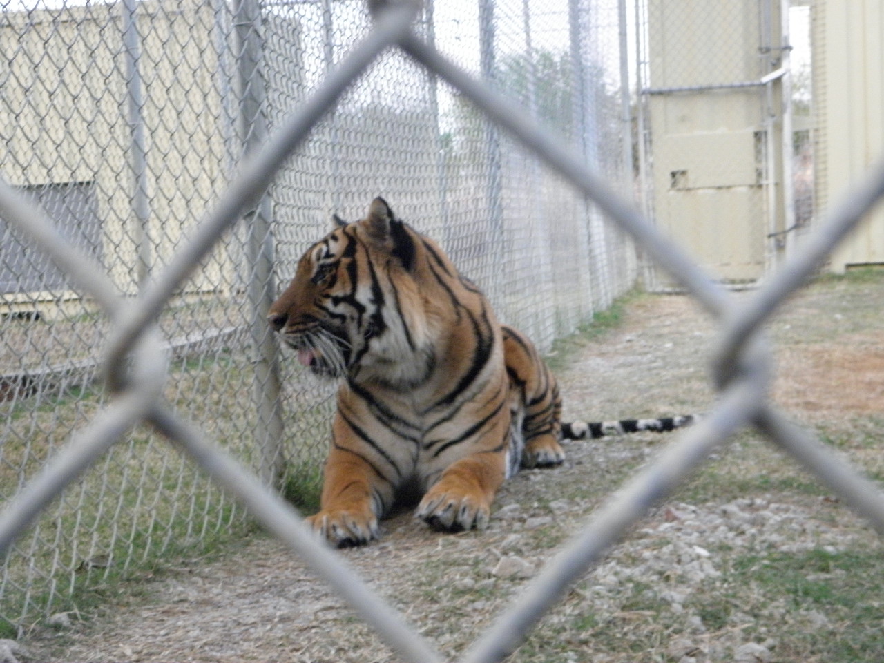 The Farm On Holly's Hill: The White Tiger Discovery
