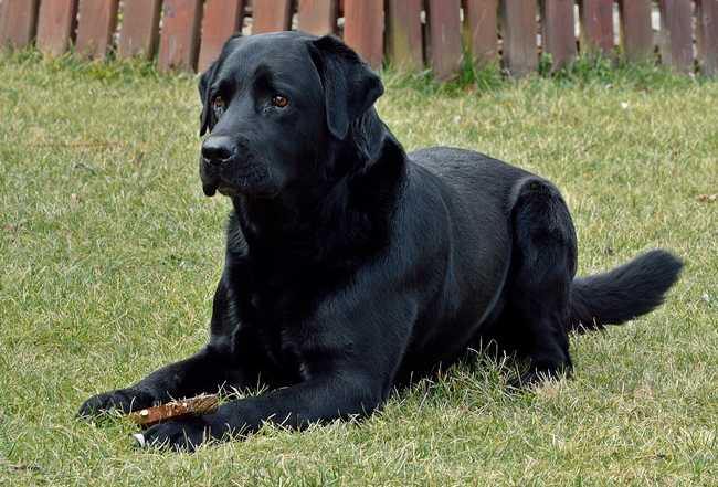 El labrador - El labrador retriever