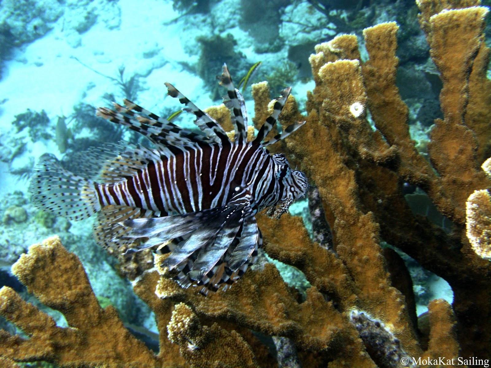 MokaKat Sailing: Mike and Kathi's Visit - SouthWater Caye, Water Cay ...