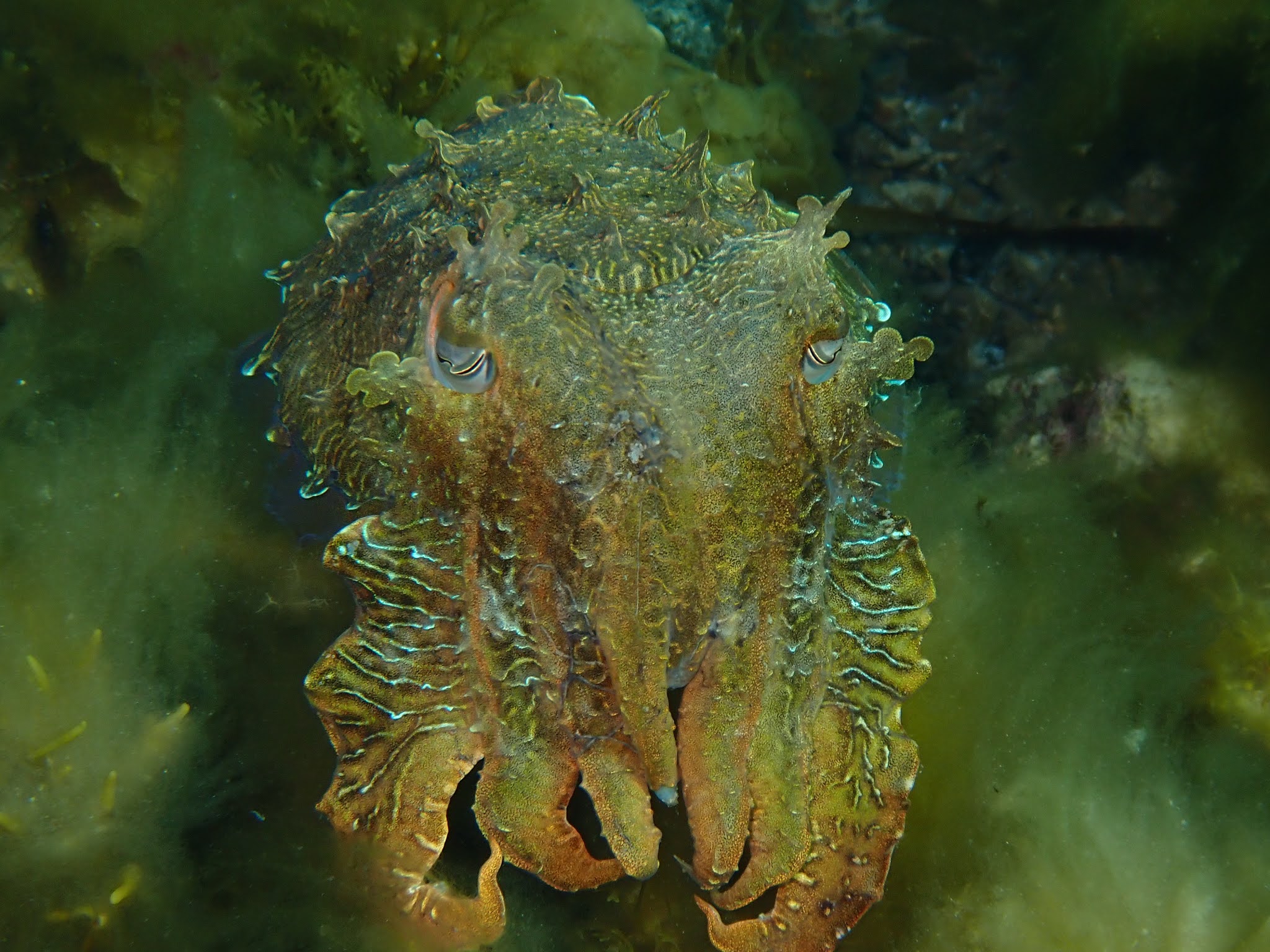 Beneath the waves at South Australia's giant cuttlefish marine spectacle