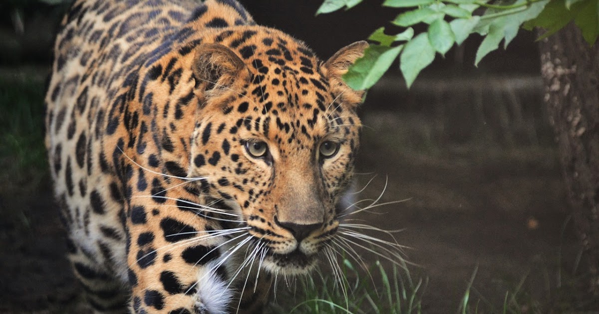 Mengenal Macan Tutul jawa Berdasarkan Ciri, Habitat, dan Jumlahnya ...