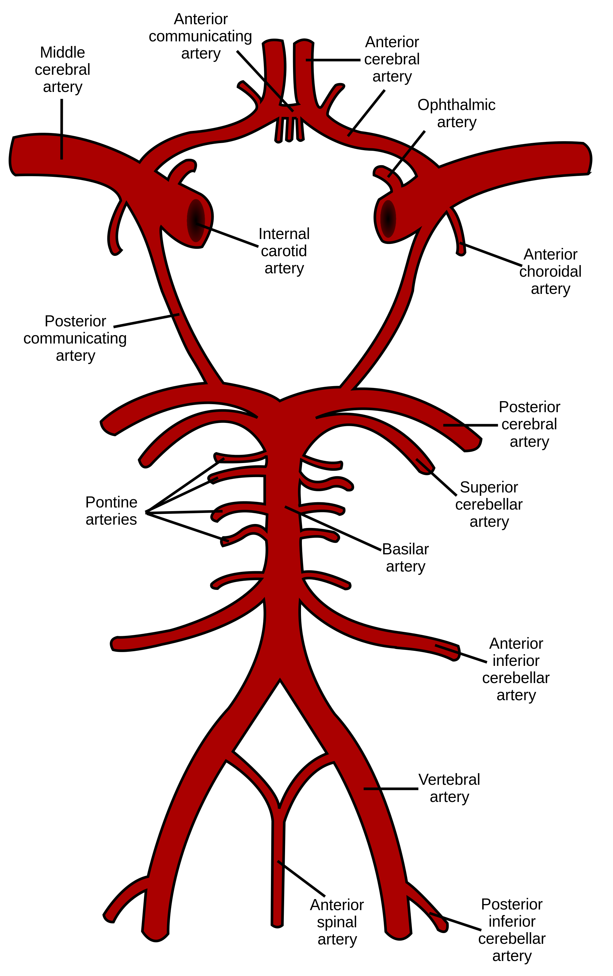 Blood supply to the cervical system
