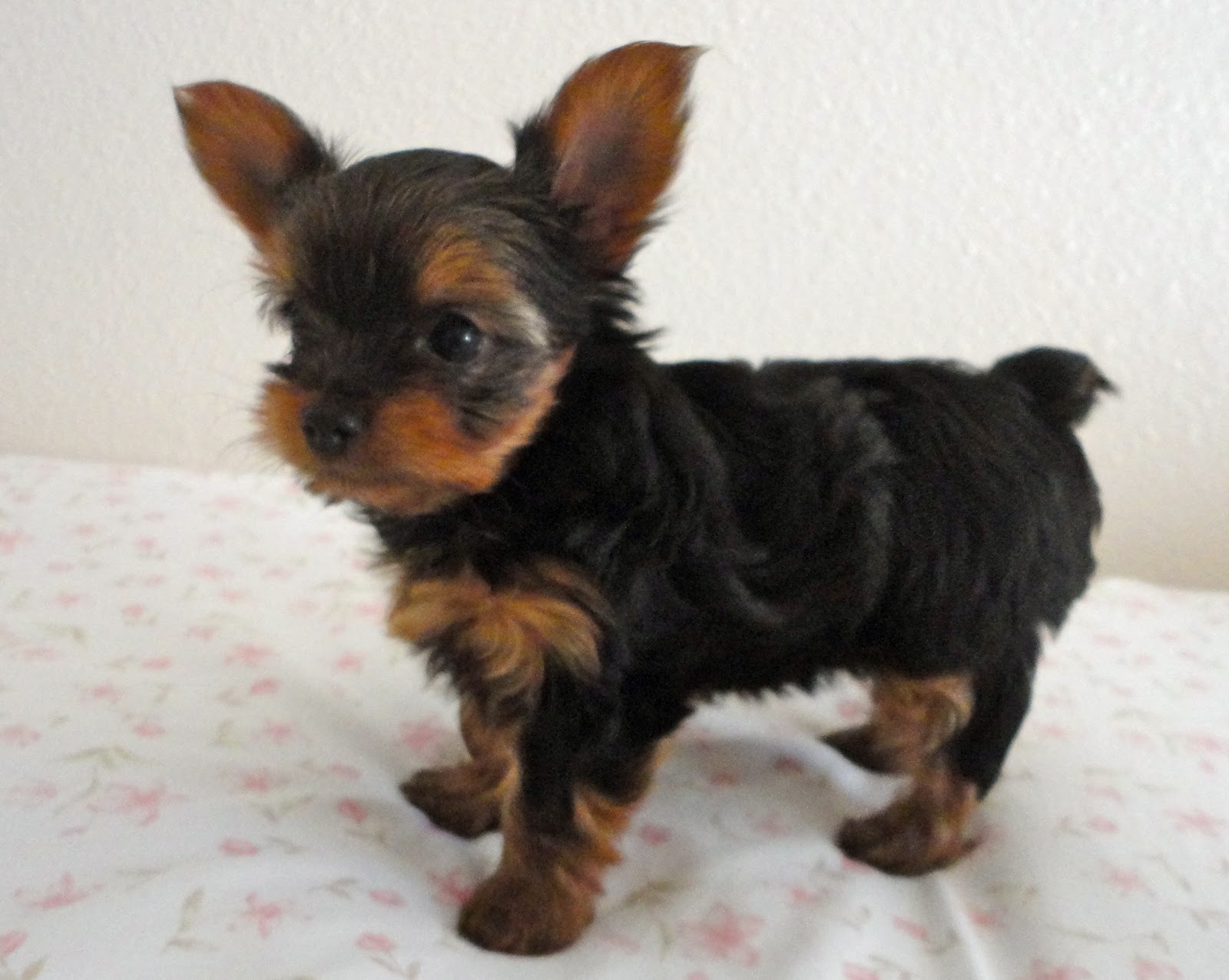 Courtney's AKC Yorkies: Puppies 7 weeks old!