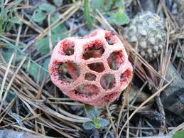 Bolets i Excursions: Bolets Verinossos