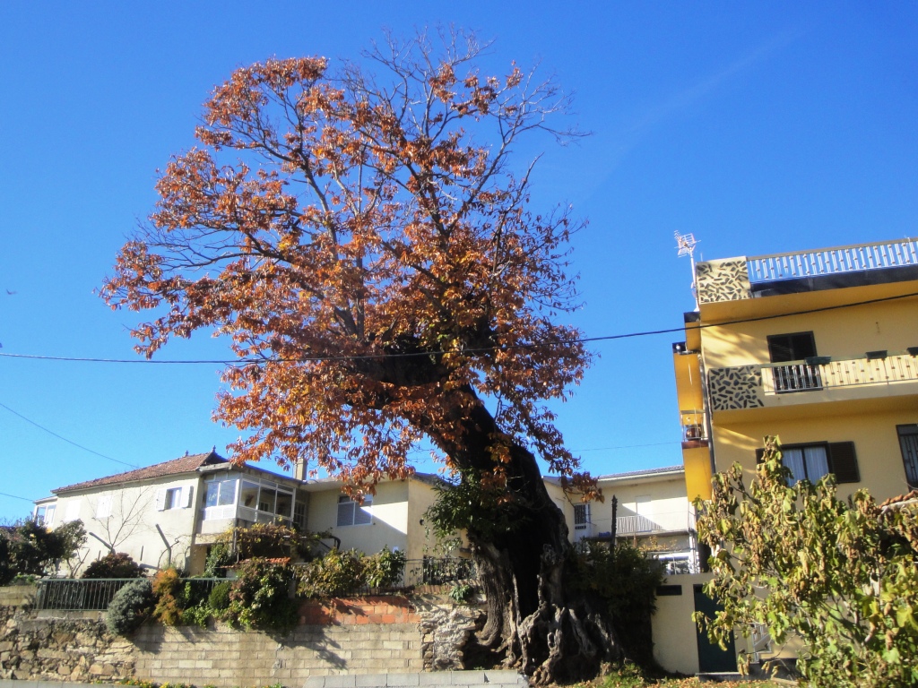 TRAVANCAS DA RAIA: Castanheiro Centenário Abatido