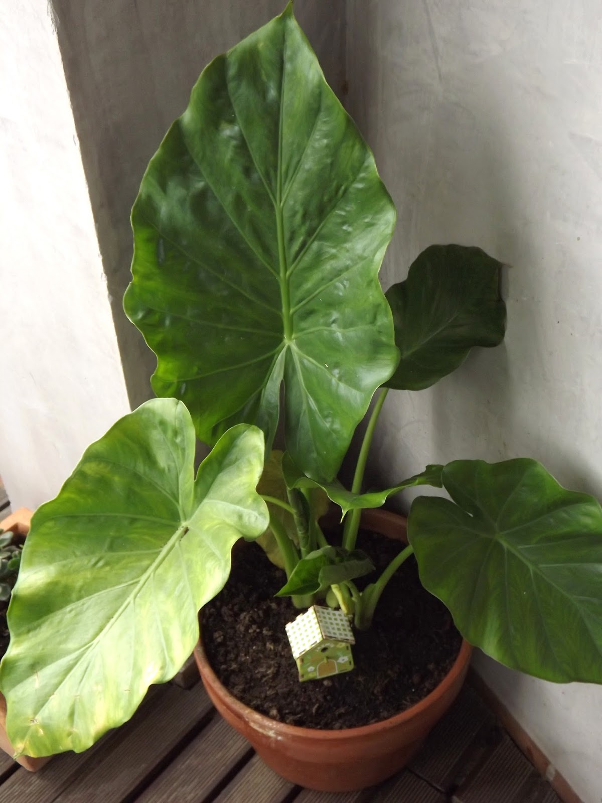 Un vergel en la ciudad: La planta de La Marquesa...