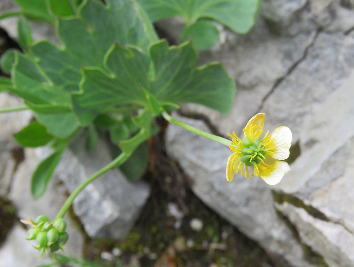 FLORA DE PIRINEOS: Ranunculus thora L. (La Renclusa, Artiga de Lin ...