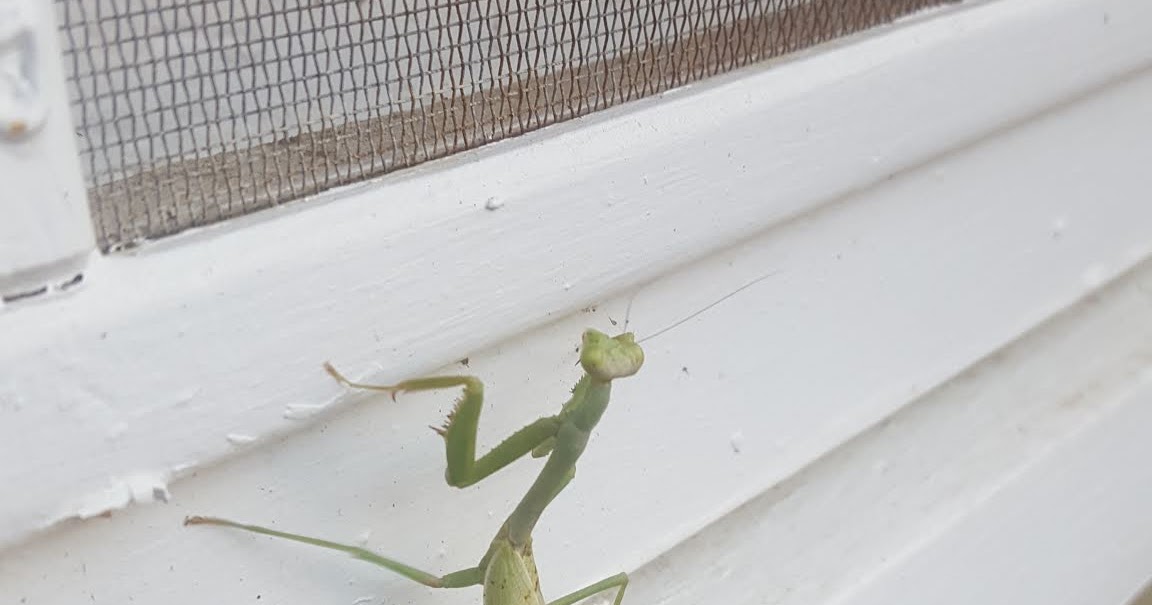 Lone Star Parson: Church of England Captured on Film