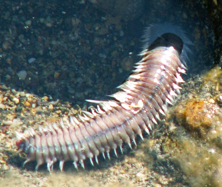 Crete Nature Blog: The Rhythm of Life