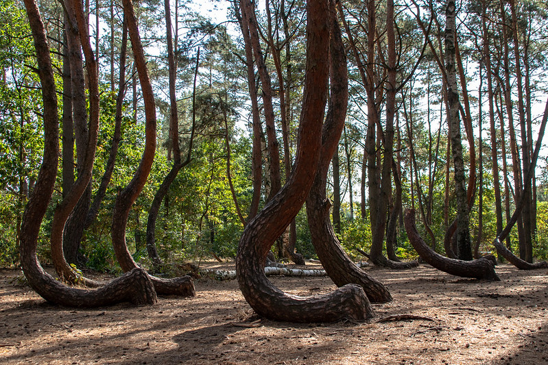Crooked Forest – Gryfino, Poland