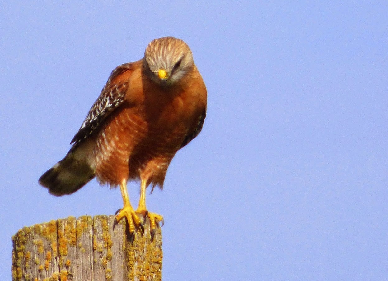 Geotripper's California Birds: Bird of the Day: Red-shouldered Hawks on ...