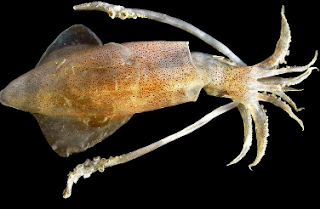 MENGENAL CUMI CUMI - PERIKANAN