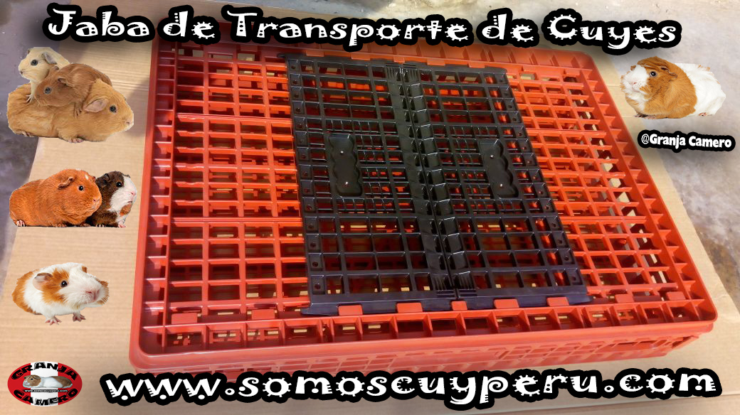 JABAS DE TRANSPORTE PARA POLLOS Y CUYES ~ SOMOS CUY PERU