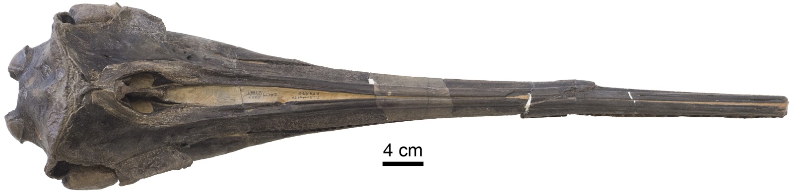 Caribbean Paleobiology | Ciencia Puerto Rico