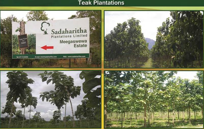 Sadaharitha Plantation Ltd | ElaKiri