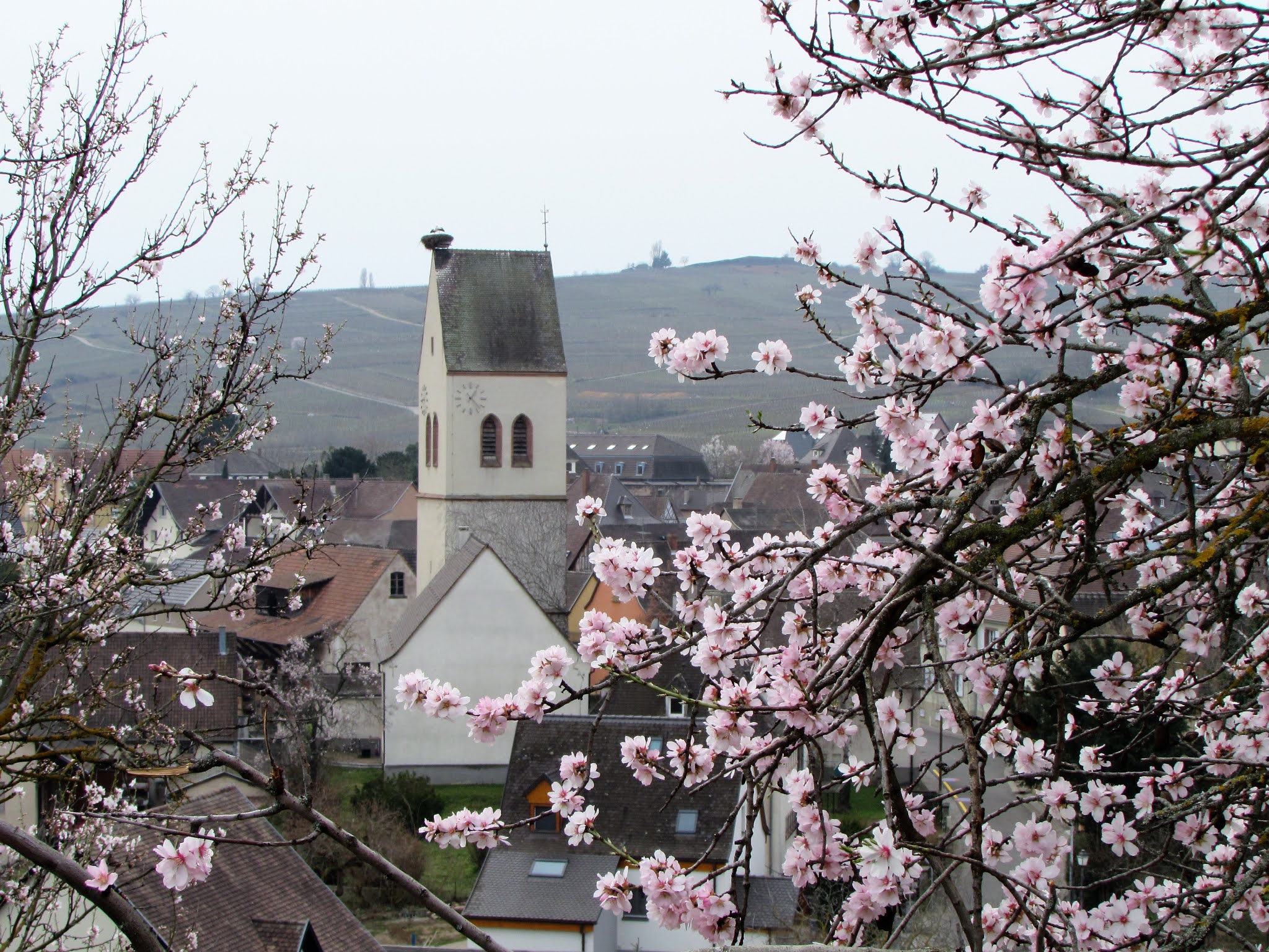 Les Amandiers de Mittelwihr