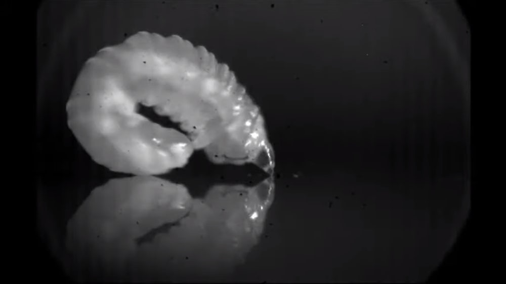 자신의 몸의 30배를 점프하는 다리 없는 벌레의 비밀