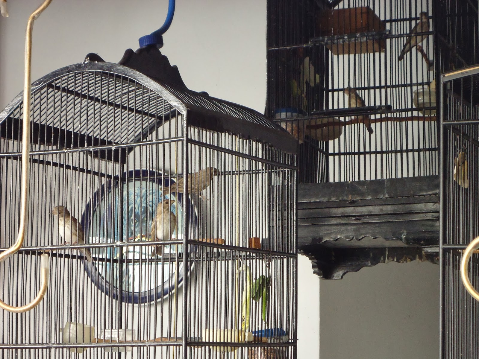 finchpolis: Grey Singer Breeding (White Rumped Serins)