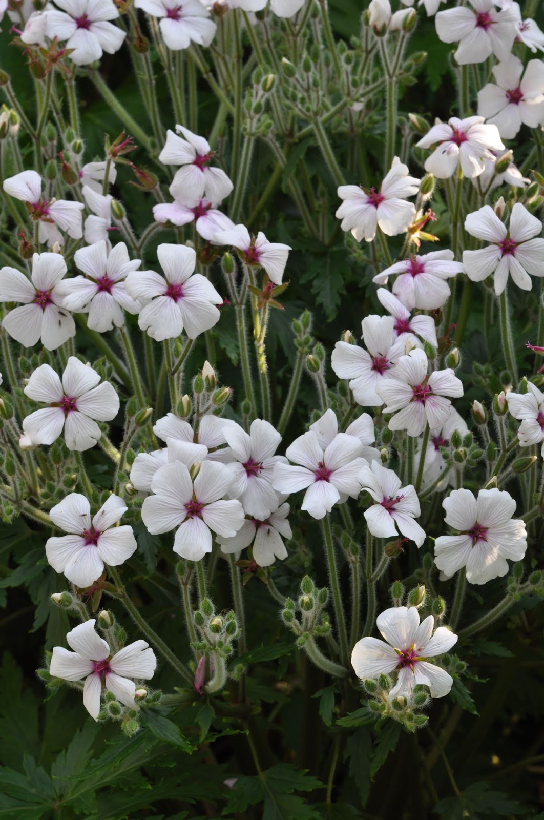 Alpine Garden Society Victorian Group: GERANIUM.